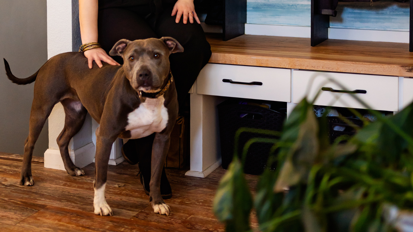 Tips for Dog Friendly Design